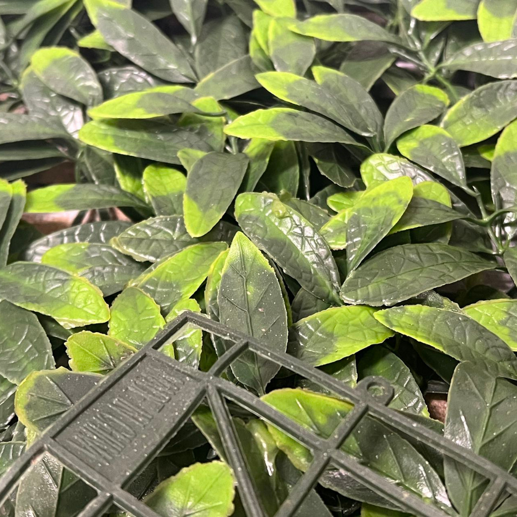 Mandarin Leaves Captivating Greenery for Your Indoor Oasis – Gadget arcade